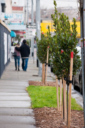 Street trees & planting